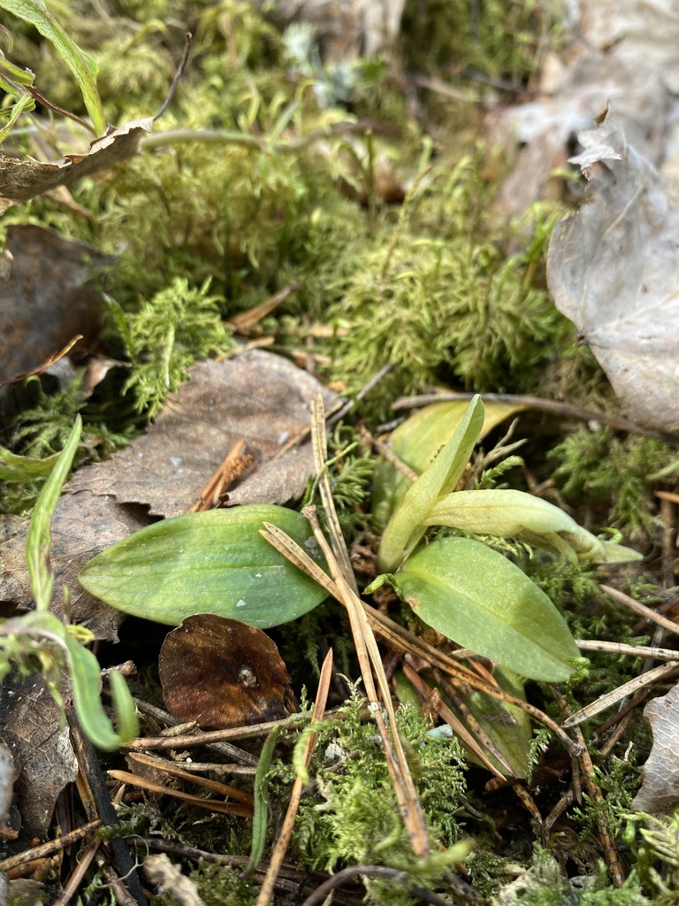 lesser rattlesnake plantain from Nyeds, Molkom, S, SE on July 5, 2023 ...