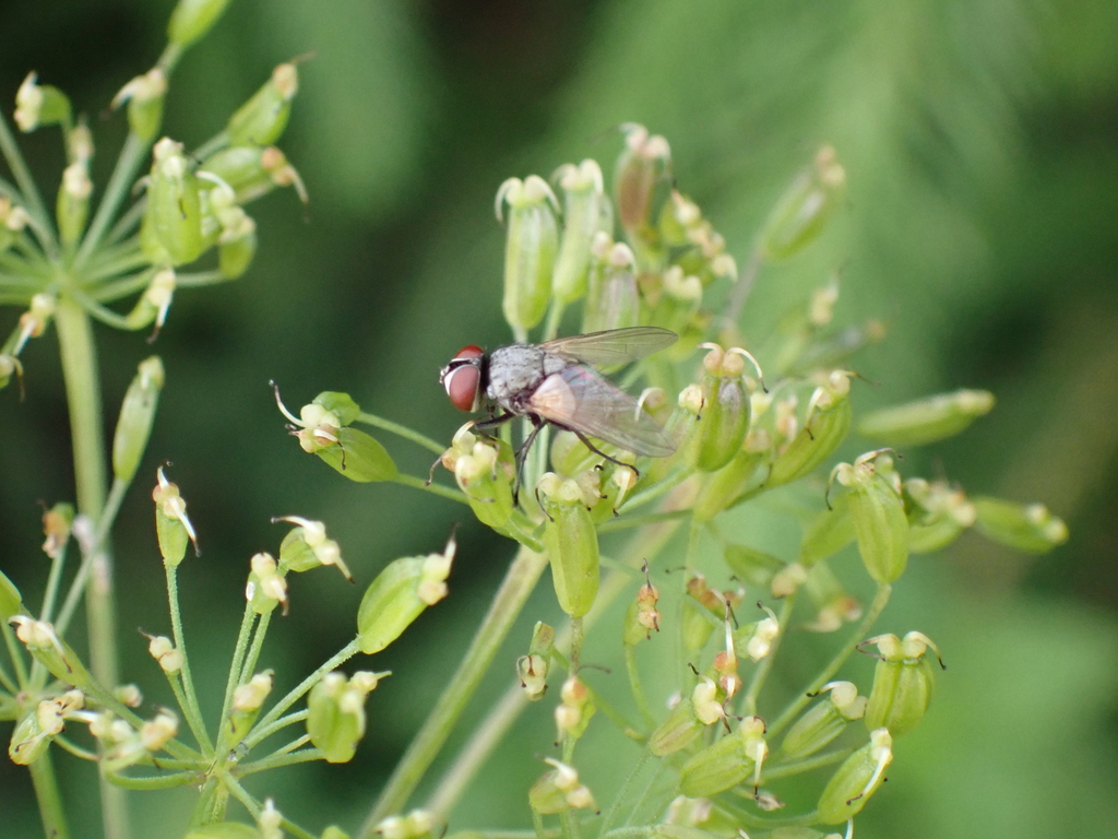 Strongygaster globula from Karksi-Nuia, Viljandi County, Estonia on ...