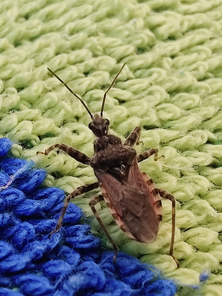 Coranus griseus from Koutouloufari 700 14, Kreikka on July 5, 2023 at ...