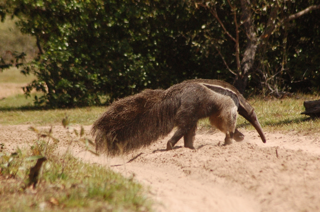 Giant Anteater in September 2014 by Royle Safaris · iNaturalist
