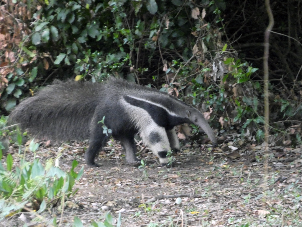 Giant Anteater in September 2022 by Royle Safaris. Photographer John ...