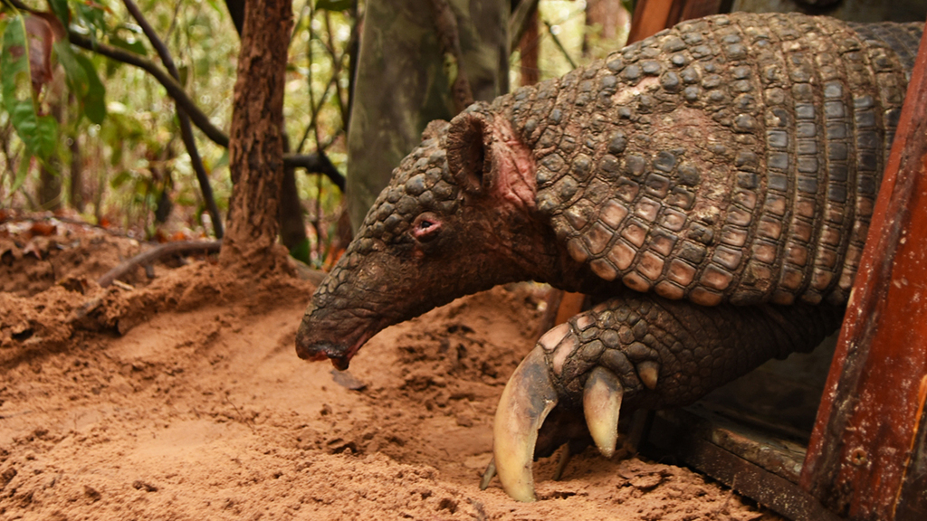 Giant Armadillo in September 2018 by Royle Safaris. Photographer Chris ...