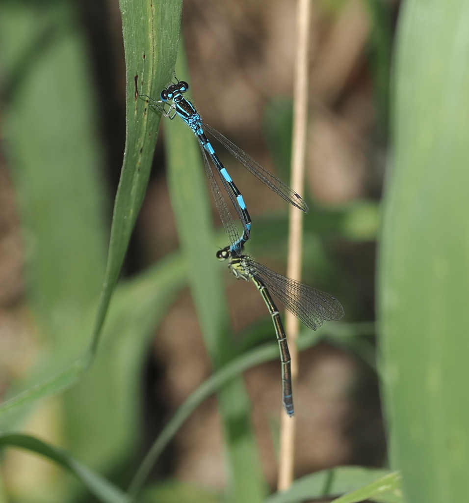 Coenagrion castellani from Sant' Anna, Province of Cuneo, Italy on June ...