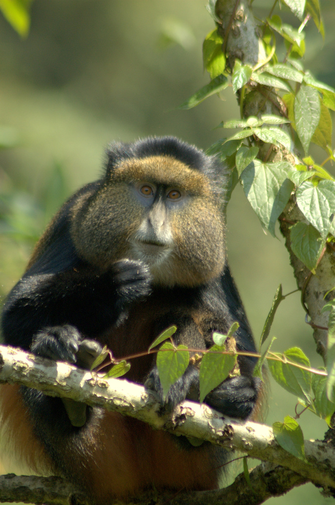 Golden Monkey in August 2012 by Royle Safaris · iNaturalist