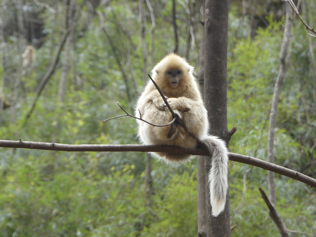Golden Snub-nosed Monkey (Rhinopithecus roxellana) - Know Your Mammals