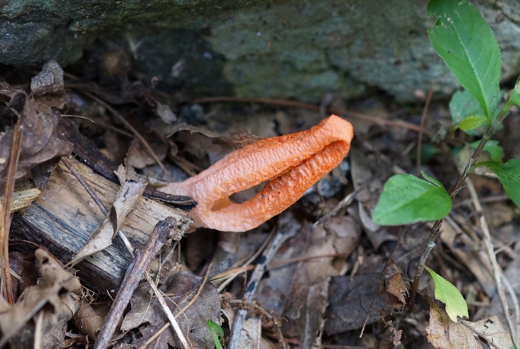 stinky squid from Buncombe County, NC, USA on July 5, 2023 at 09:47 AM ...