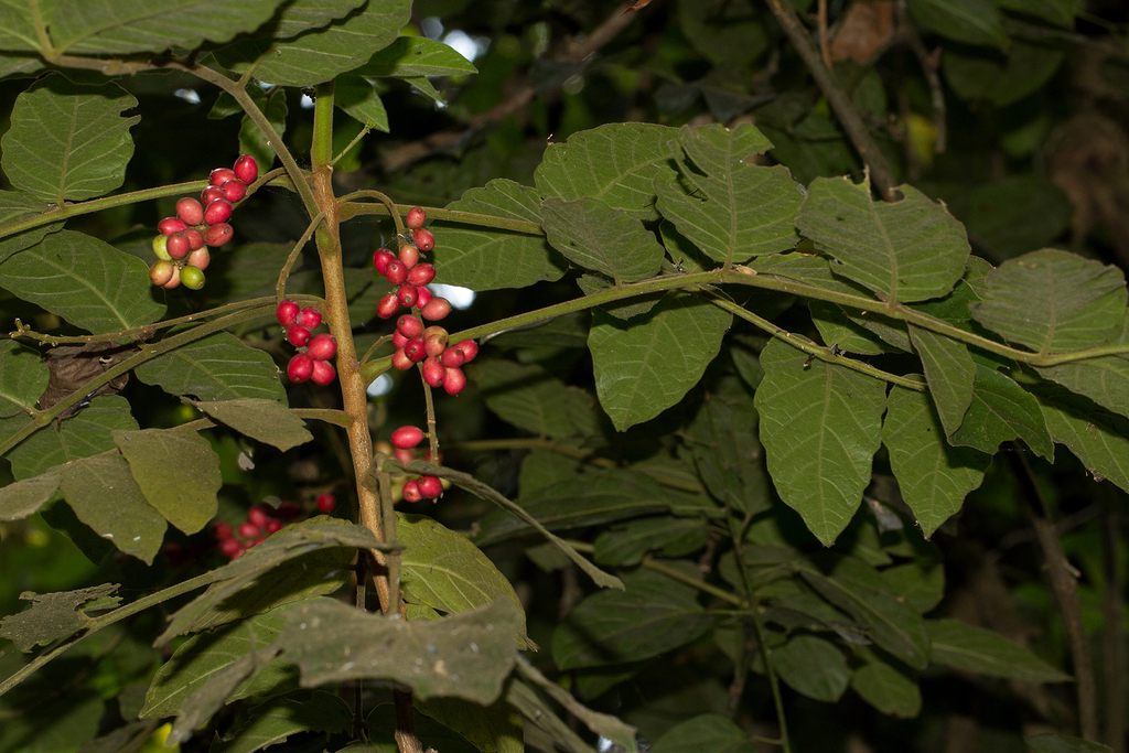 Brucea antidysenterica from Nyika National Park, Rumphi, Malawi on ...