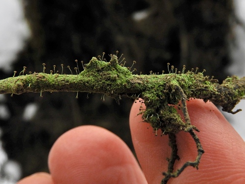 Class Coniocybomycetes · iNaturalist