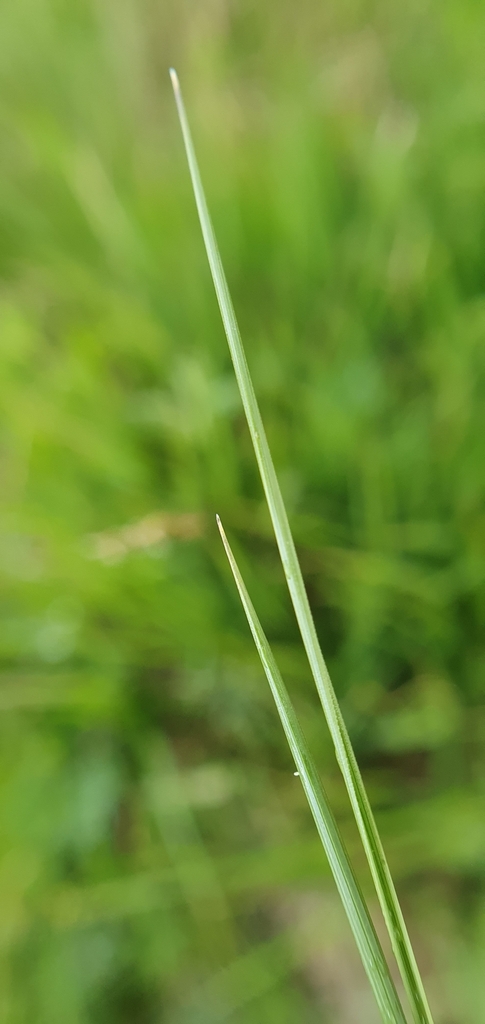 Matgrass from Trutnov, CZ-HK, CZ on July 5, 2023 at 01:48 PM by ...