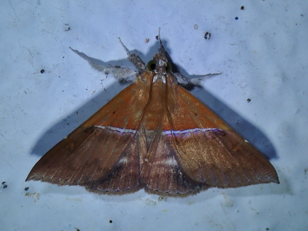 Sympis rufibasis from Pahang #1, Malaysia on April 15, 2023 at 10:17 PM ...