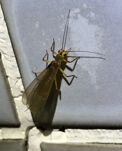 Togoperla tricolor · iNaturalist