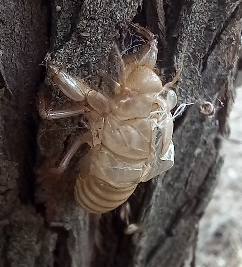 Ash Cicada from Escola Secundária José Gomes Ferreira on July 5, 2023 ...