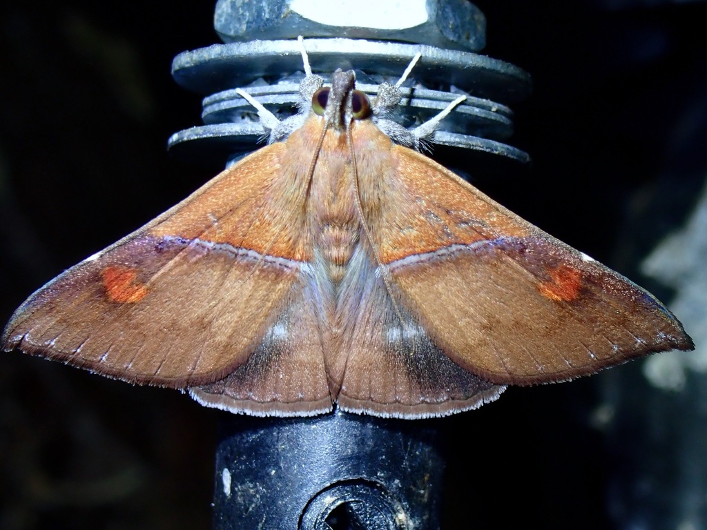 Sympis rufibasis from Pahang #1, Malaysia on April 15, 2023 at 10:18 PM ...