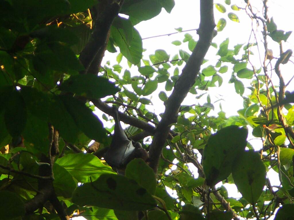 Indian Flying Fox from Kavanattinkara, Kumarakom, Kerala, Inde on March ...