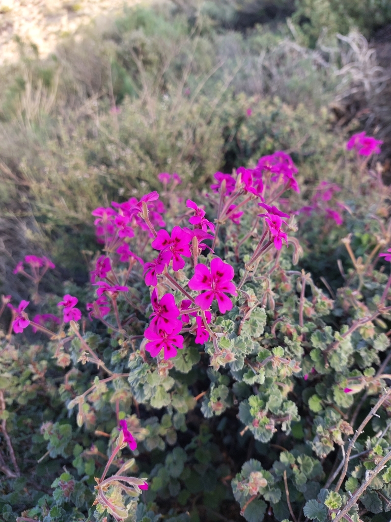 Magenta Storksbill from Mount Ceder | Cederberg | Accommodation ...