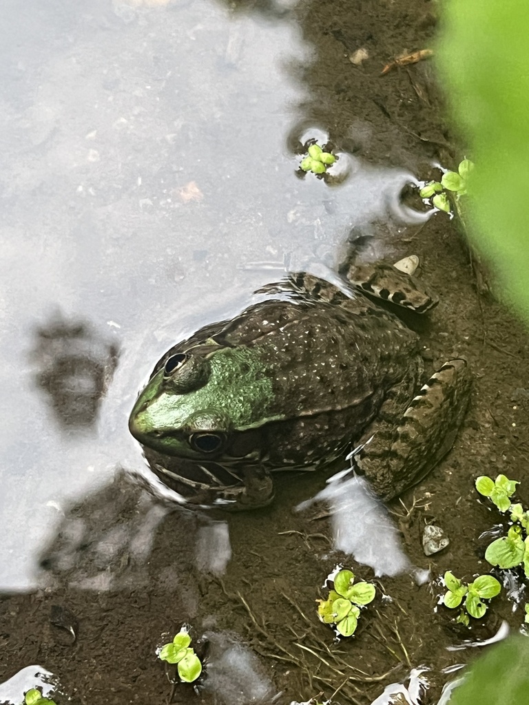 Green Frog from Avalon Nature Preserve, Head of the Harbor, NY, US on ...