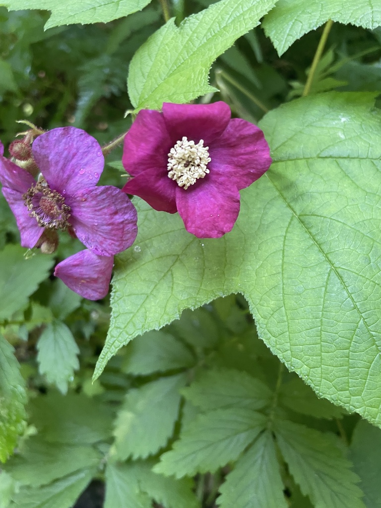 purple-flowered raspberry from Huntington, VT, US on July 5, 2023 at 09 ...
