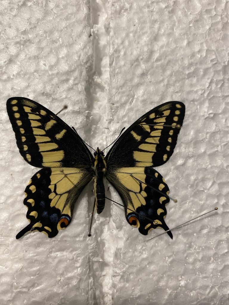 Anise Swallowtail from Goose Lake Rd, Thompson-Nicola, BC, CA on July 3 ...