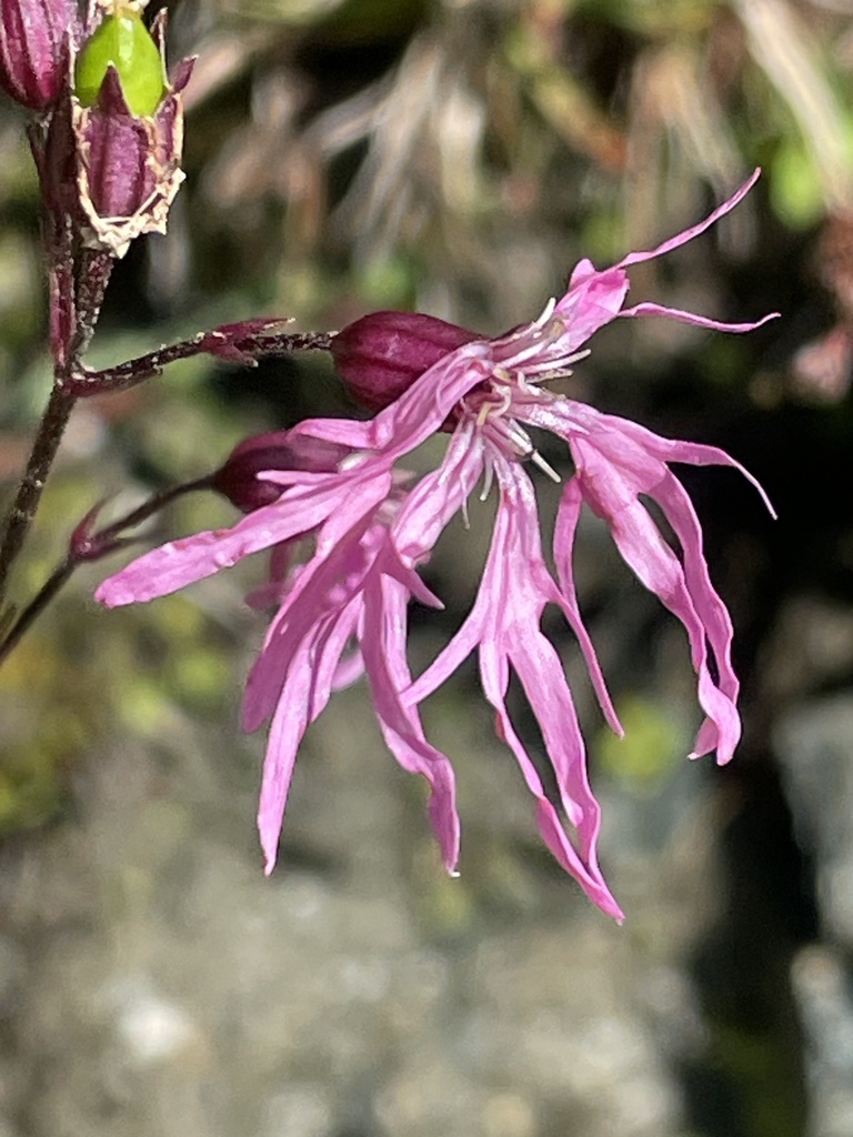 ragged-robin from Naturpark Rieserferner, Campo Tures, Trentino-Alto ...