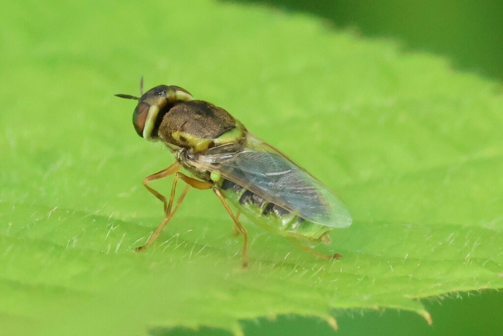 Hedriodiscus vertebratus in July 2023 by mistycal · iNaturalist