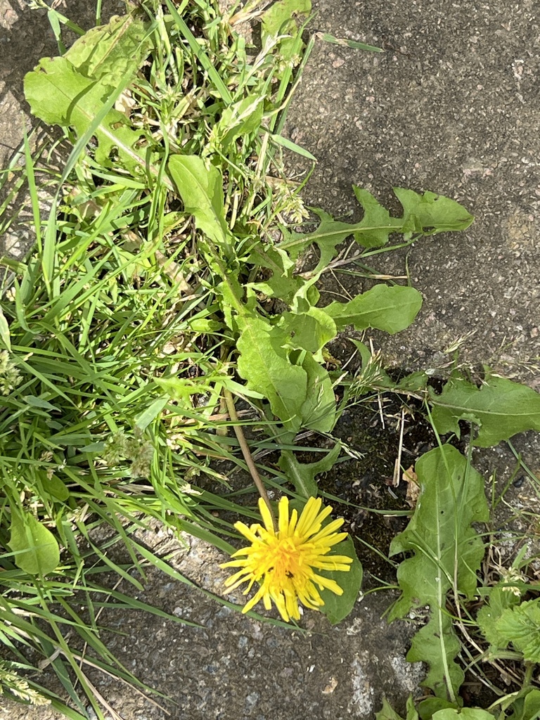 common dandelion from The Chase, Rayleigh, England, GB on July 5, 2023 ...