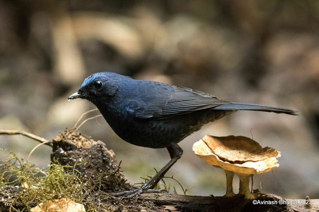 Blue-fronted Robin from Darjeeling, West Bengal, India on March 8, 2023 ...