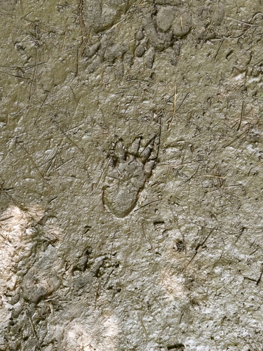 Raccoon Tracks – NatureTracking