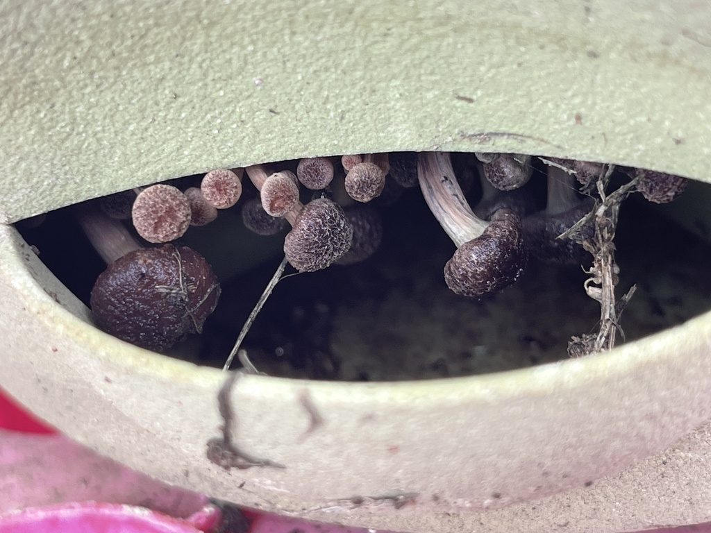 Gymnopilus igniculus from S Curry Pike, Bloomington, IN, US on ...