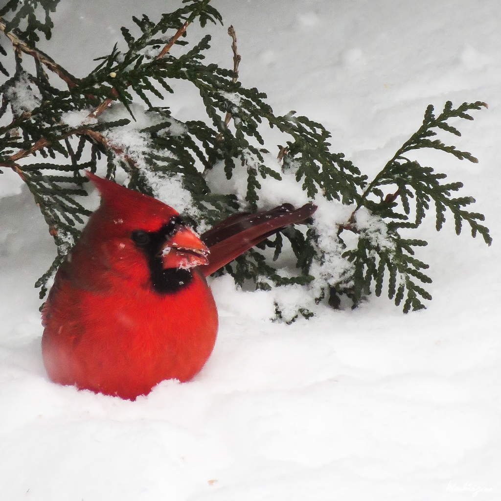 Eastern Cardinal (Cardinalis cardinalis cardinalis) - Avian Discovery