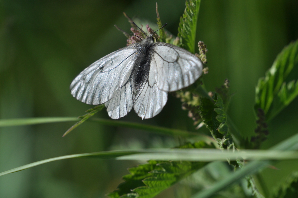 Parnassius stubbendorfii from Чарышский р-н, Алтайский край, Россия on ...