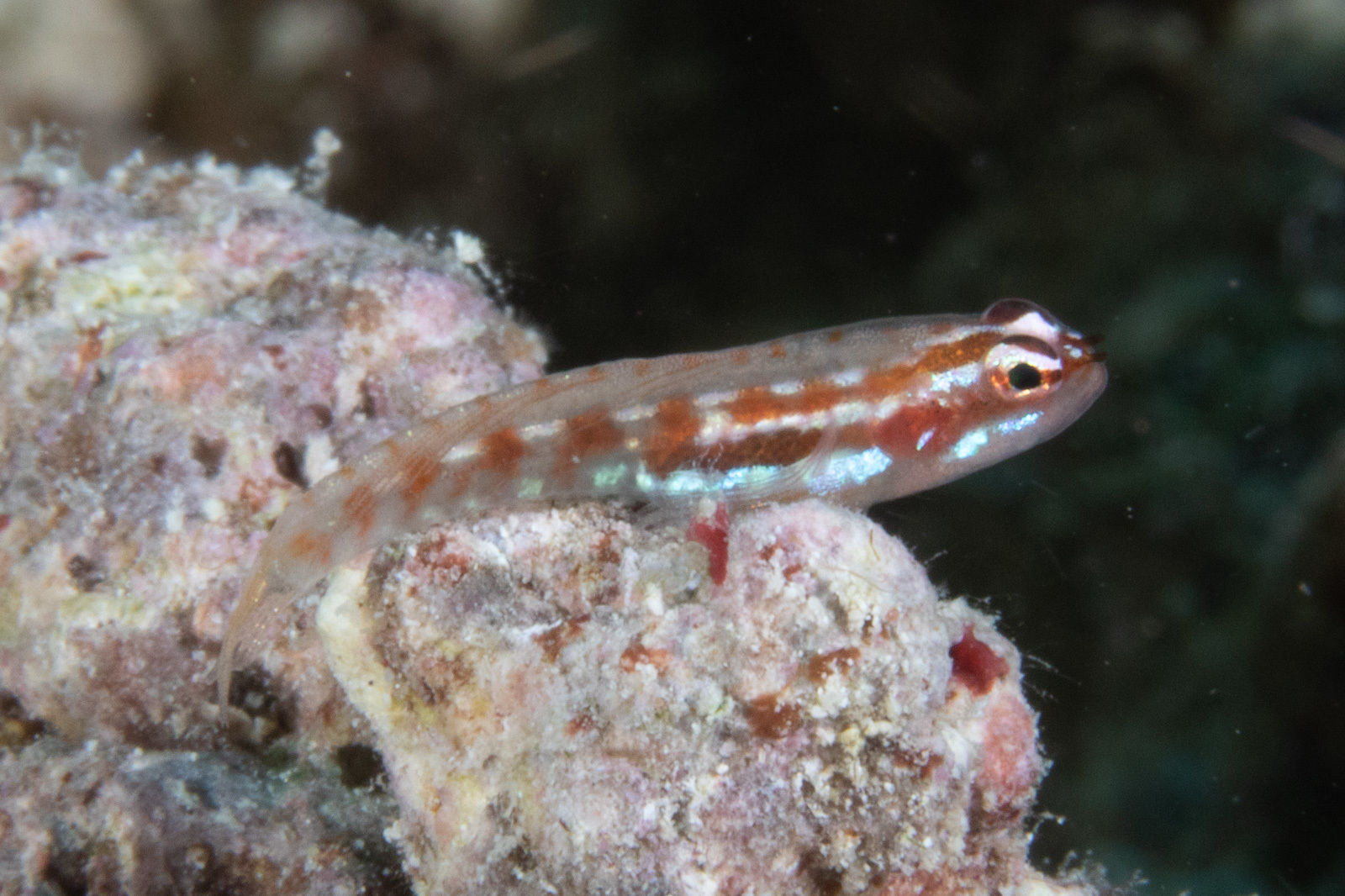 Eviota Gobies