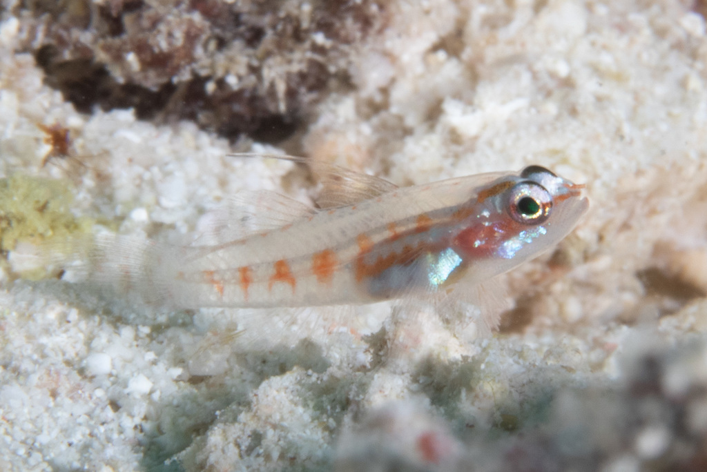 Sign Eviota (Eviota sigillata) - Marine Life Identification