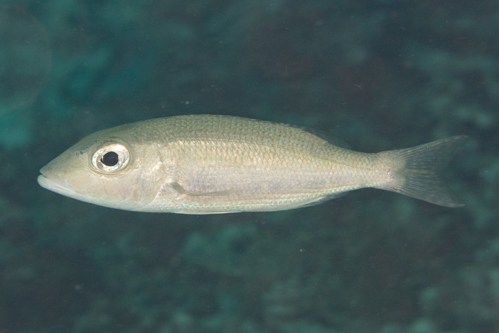 Ambon Emperor (Lethrinus amboinensis) - Marine Life Identification