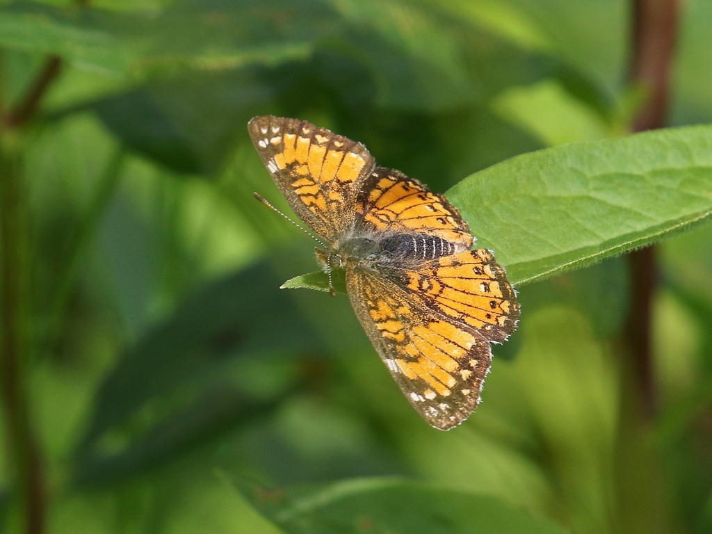 Harris's Checkerspot in July 2023 by Stephen Mirick · iNaturalist