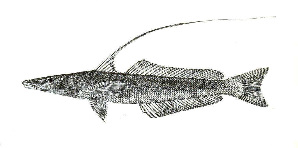 Flathead Sillago (Sillaginopsis domina) - Marine Life Identification