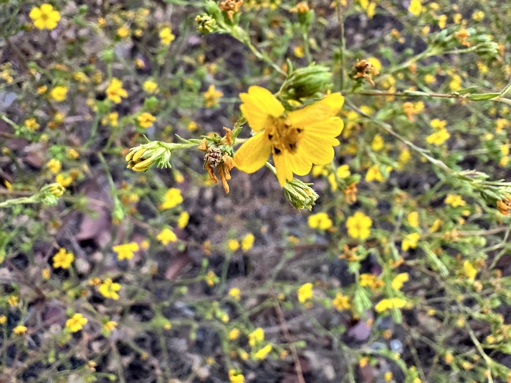 Clustered Tarweed from Griffith Park, Los Angeles, CA, US on July 4 ...