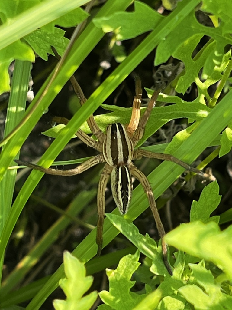 Rabid Wolf Spider from Texas, US on June 14, 2023 at 01:42 PM by ...