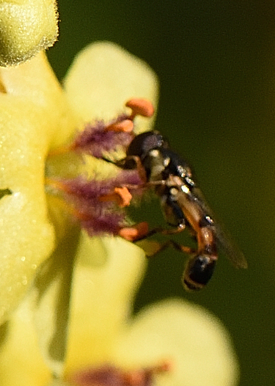 Thick-legged Hover Fly from Silo Ct, Anderson, CA 96007, USA on July 5 ...