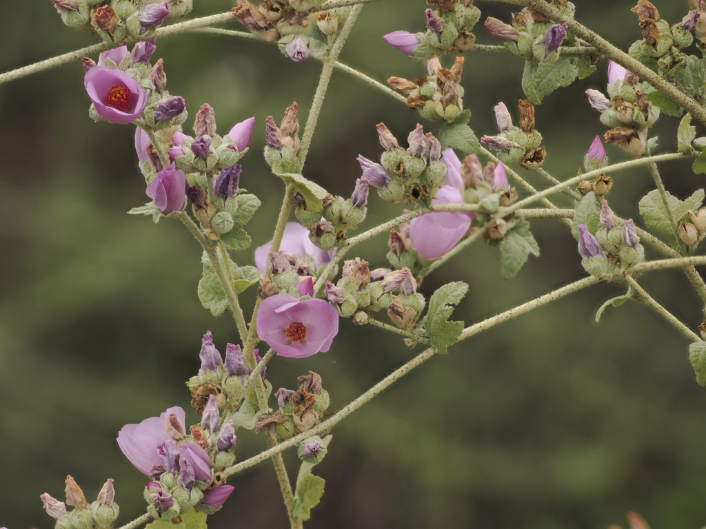 chaparral bush-mallow from Encinitas, CA, USA on July 4, 2023 at 09:30 ...