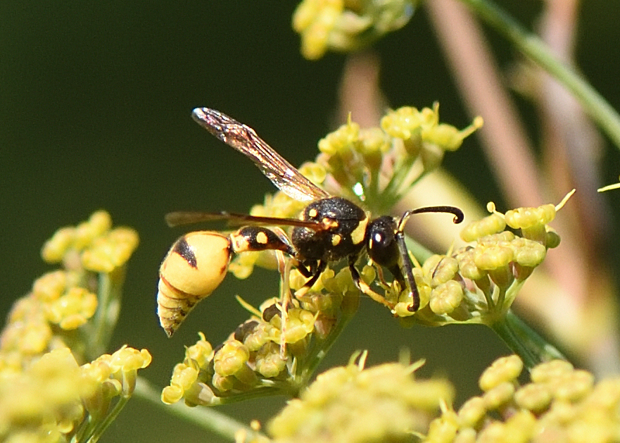 Cross Potter Wasp from Silo Ct, Anderson, CA 96007, USA on July 5, 2023 ...
