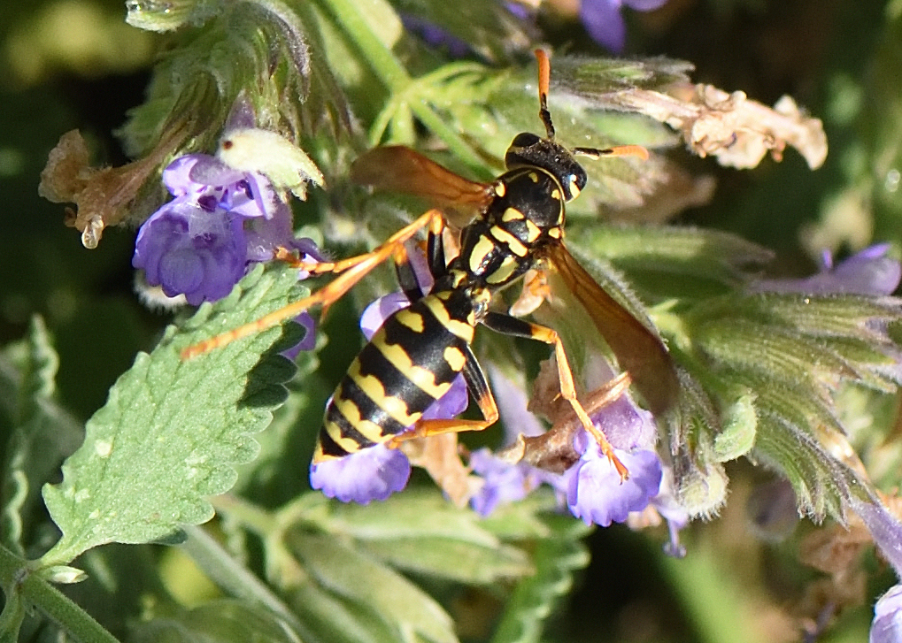 European Paper Wasp from Silo Ct, Anderson, CA 96007, USA on July 5 ...