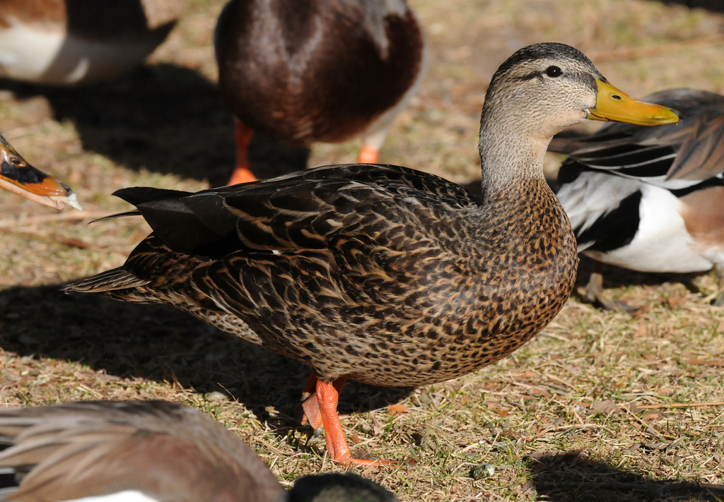 Pato mexicano (Vertebrados de La Michilía) · iNaturalist