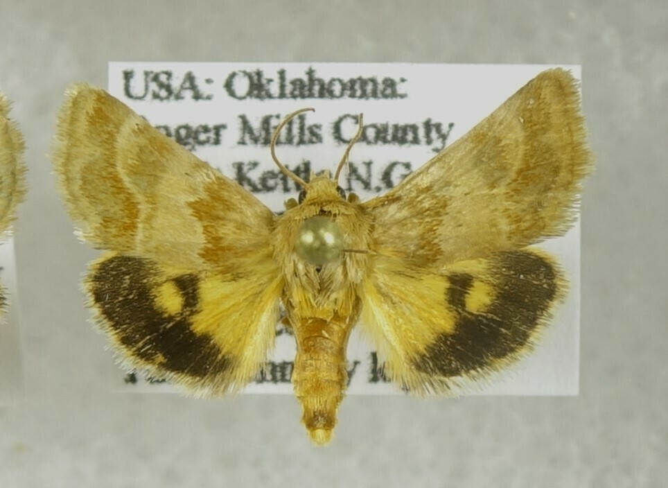 Lynx Flower Moth from Roger Mills County, OK, USA on August 8, 2016 at ...