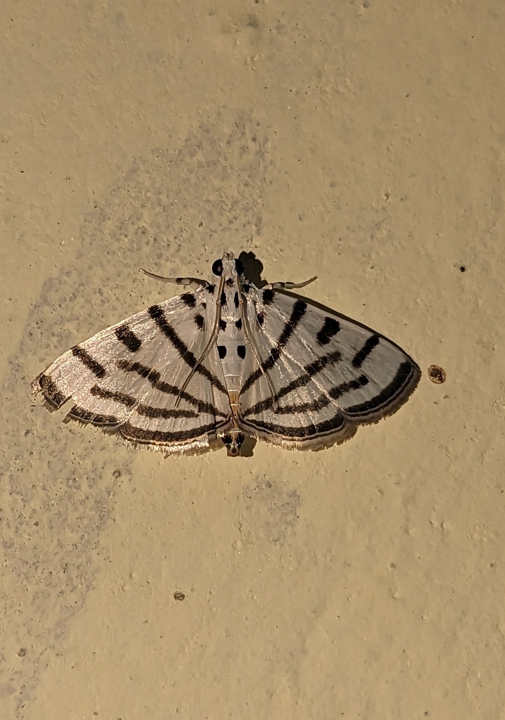 Pycnarmon virgatalis from East Kameng, IN-AR, IN on July 5, 2023 at 08: ...