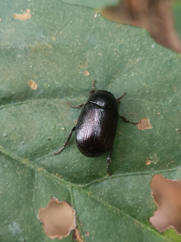 Apogonia from 269台灣宜蘭縣冬山鄉香和村 on July 1, 2023 at 01:20 PM by feng4027 ...