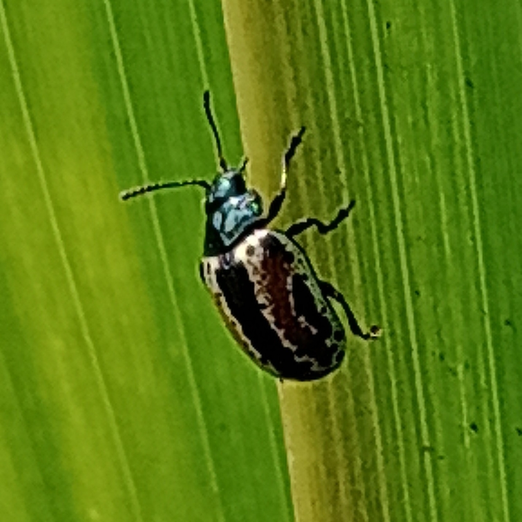 Zygospila in July 2023 by Anayeli Guzmán Enríquez · iNaturalist