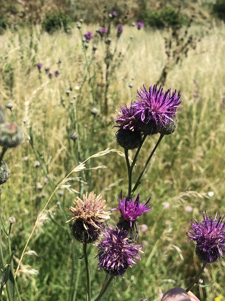 Greater Knapweed From Національний Ботанічний сад ім М М Гришка НАН