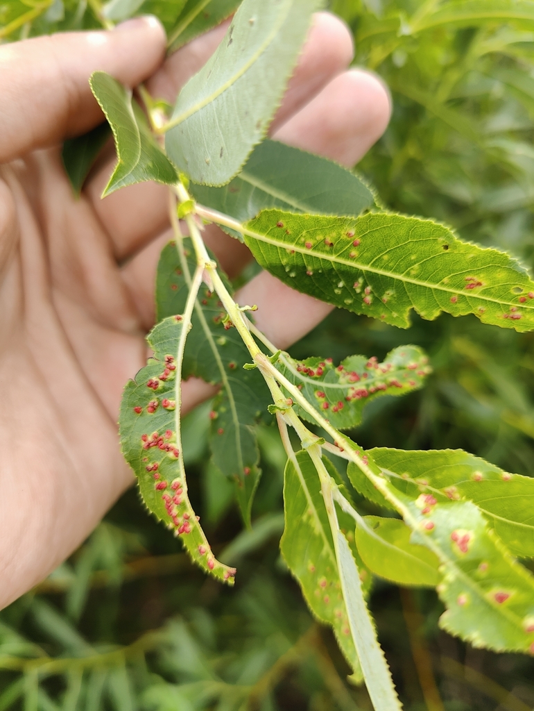 Willow Bead Gall Mite from Normania, ND, USA on July 5, 2023 at 10:06 ...