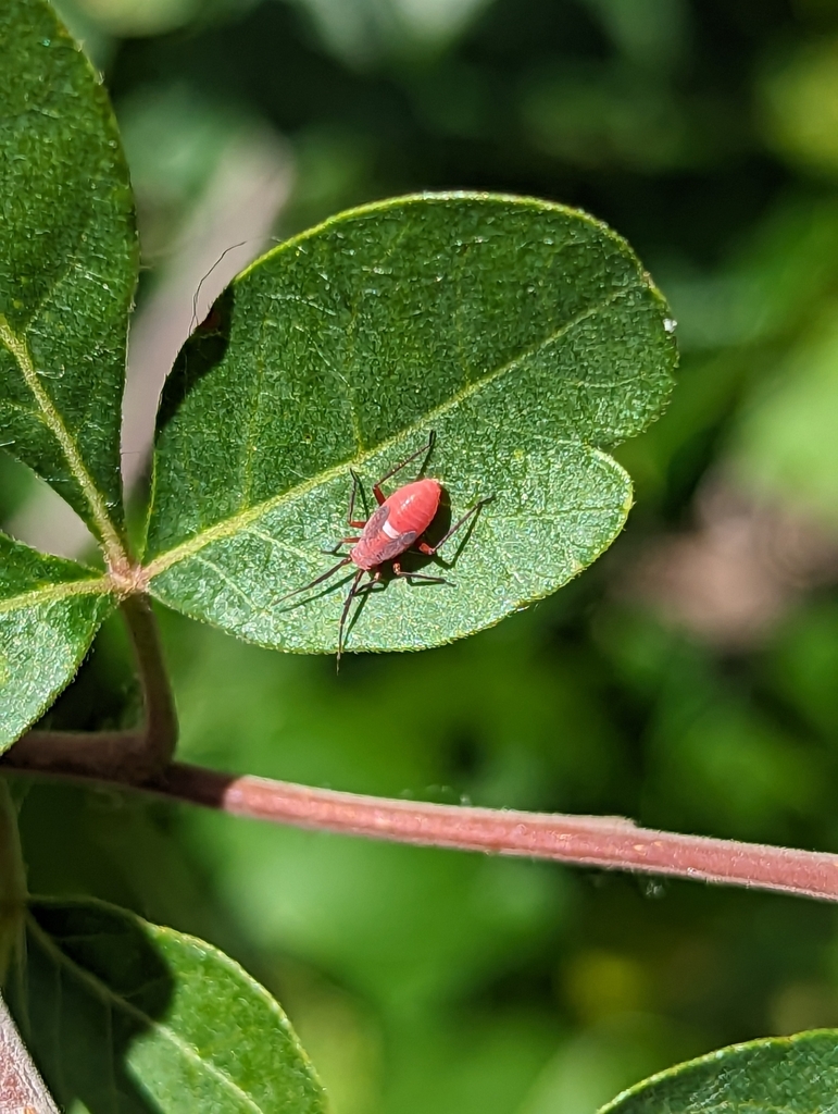 Scarlet Plant Bugs from Grassy Butte, ND 58634, USA on July 5, 2023 at ...