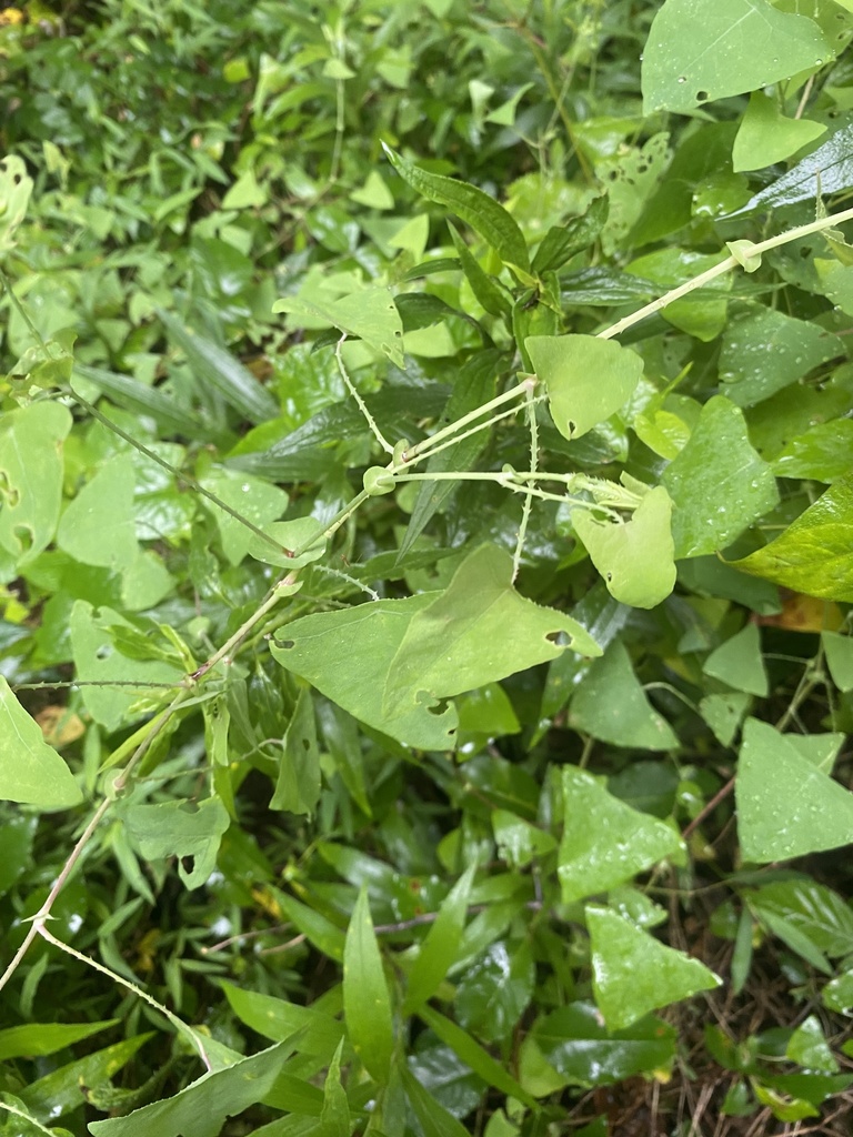 mile-a-minute weed from Warsaw, VA, US on July 5, 2023 at 07:49 AM by ...